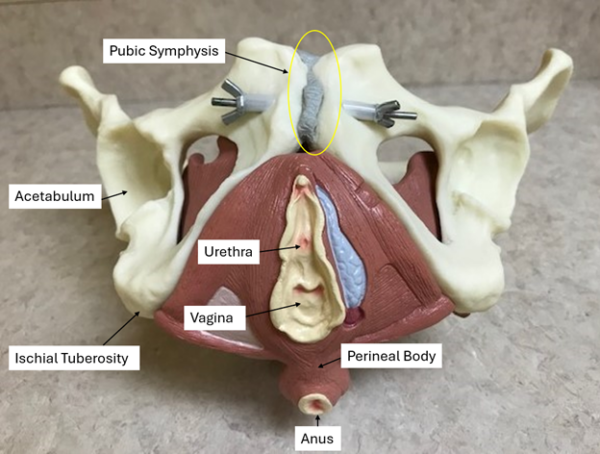 Pelvic Floor Anatomy: The Body Connected - Group Health Cooperative of ...
