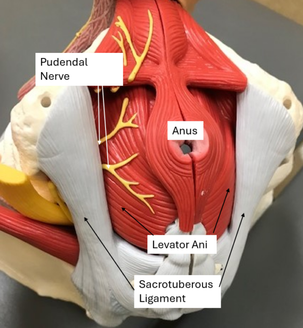 Pelvic Floor Anatomy: The Body Connected - Group Health Cooperative of ...